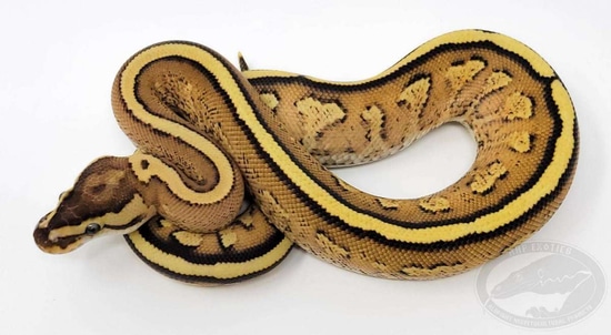 Super Stripe Ball Python by AHP Exotics