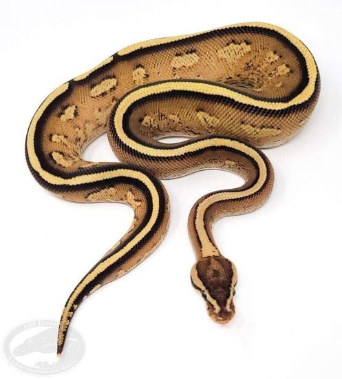 Super Stripe Ball Python by AHP Exotics