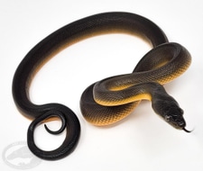 Water Pythons for Sale - MorphMarket US & Canada