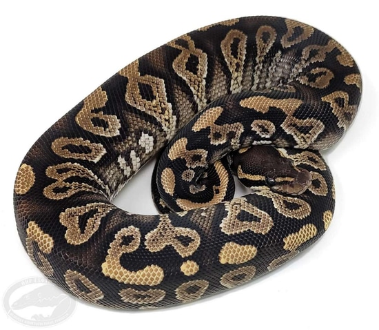 YB Mystic Or Mojave Ball Python by AHP Exotics