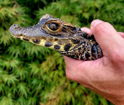 AHP Exotics - MorphMarket