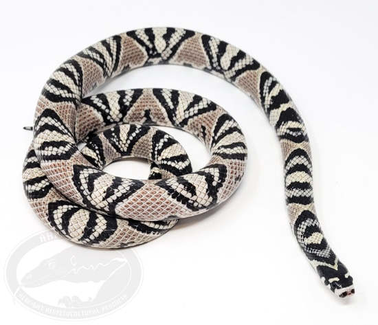 Axanthic Mandarin Mandarin Rat Snake by AHP Exotics