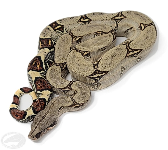 Peruvian Red Tail Boa True Red-Tailed Boa Constrictor by AHP Exotics