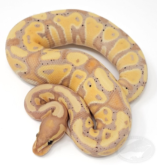 Banana Het Clown Ball Python by AHP Exotics