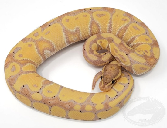 Banana Het Clown Ball Python by AHP Exotics
