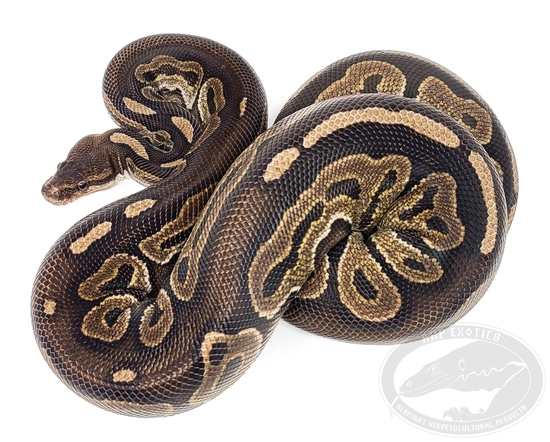 Cinnamon Ball Python by AHP Exotics