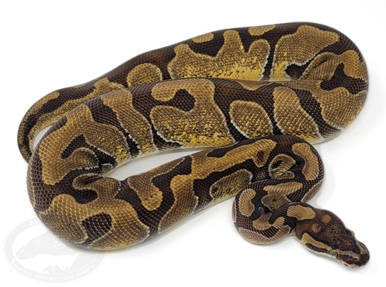 Enchi Ball Python by AHP Exotics