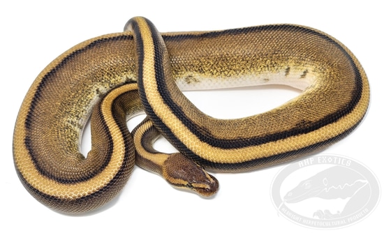 G- Stripe Pos OD Ball Python by AHP Exotics
