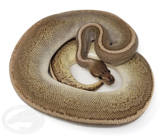 Sugar Pin Ball Python by AHP Exotics
