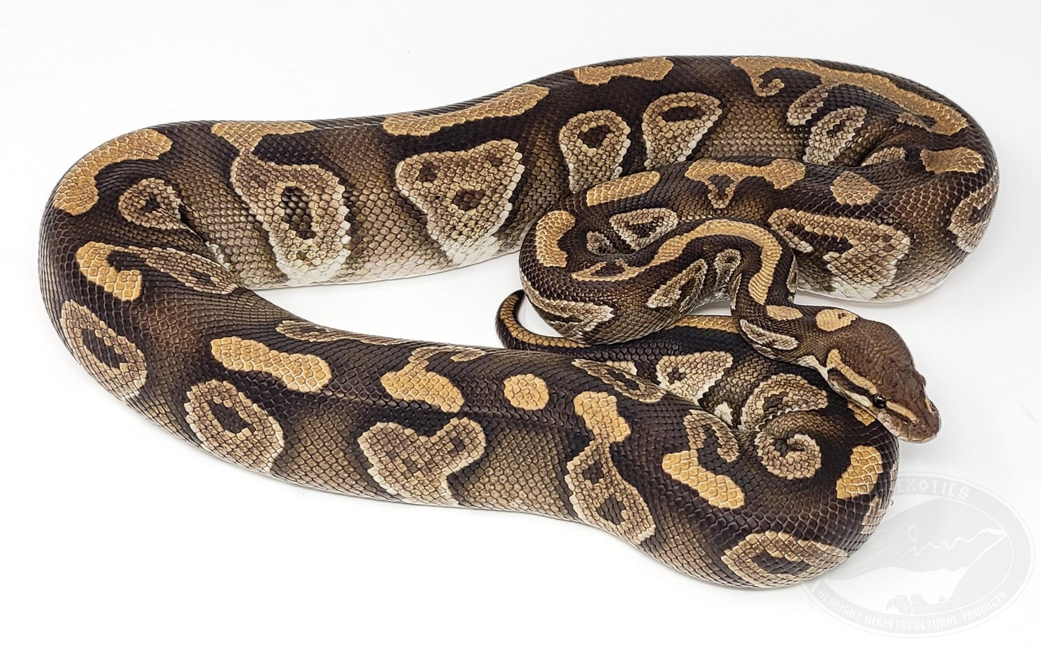 Mystic Ball Python by AHP Exotics - MorphMarket