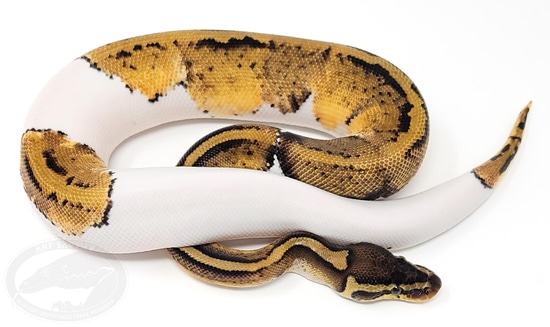 Pastel YB Pied Ball Python by AHP Exotics