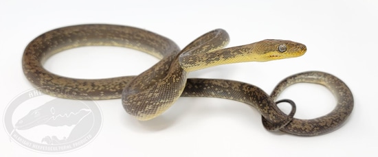 Macklot's Python by AHP Exotics