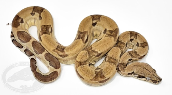 Pos Super Ghost Boa Constrictor by AHP Exotics