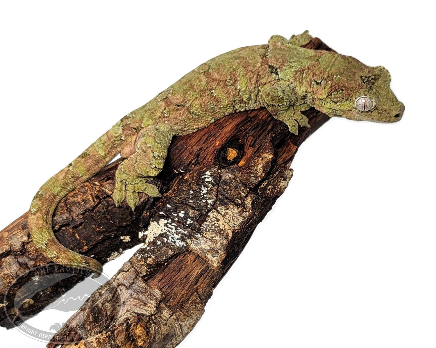 Pine Island Chahoua Gecko by AHP Exotics - MorphMarket