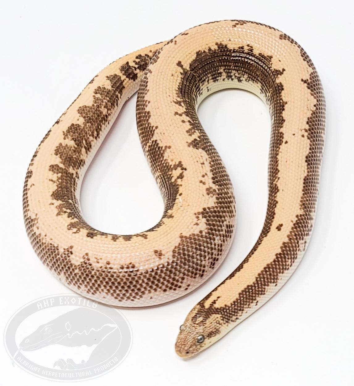 Paint Het Snow Kenyan Sand Boa by AHP Exotics - MorphMarket
