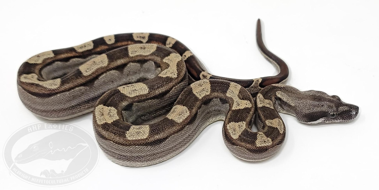 Motley Het T Pos. VPI Boa Constrictor by AHP Exotics - MorphMarket