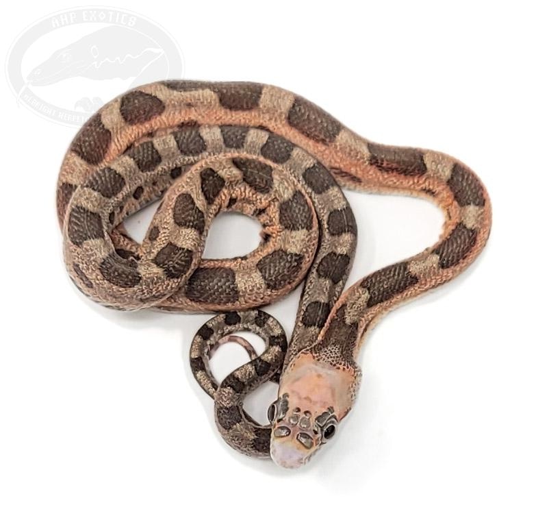 Scaleless Texas Rat Western Rat Snake by AHP Exotics - MorphMarket