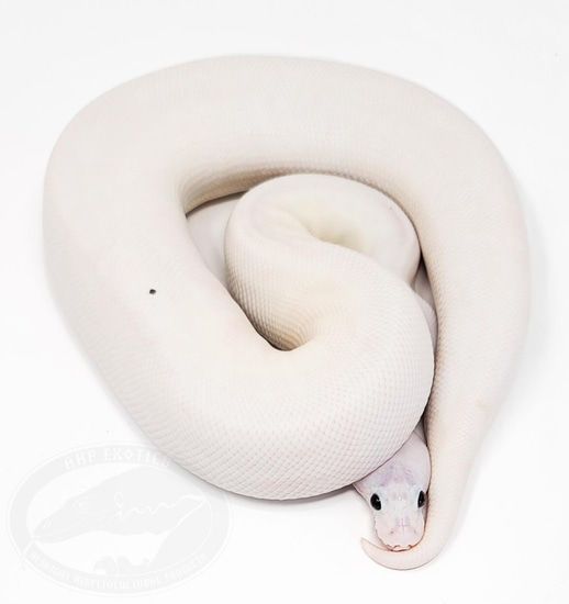 White Panda Pied (Super Black) Ball Python by AHP Exotics