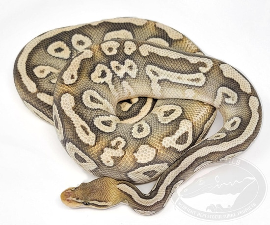 Hypo Pastave Ball Python by AHP Exotics
