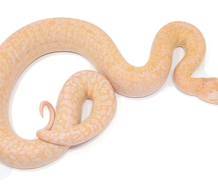 AHP Exotics - MorphMarket