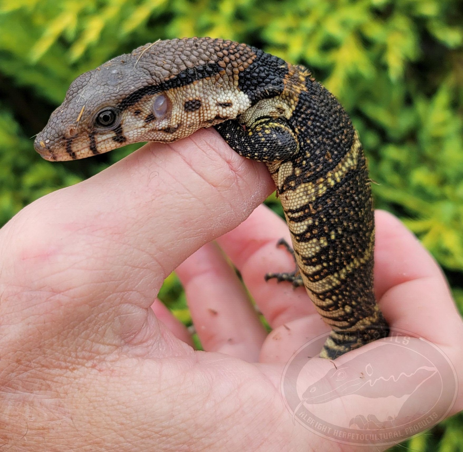 Dumeril's Monitor by AHP Exotics - MorphMarket