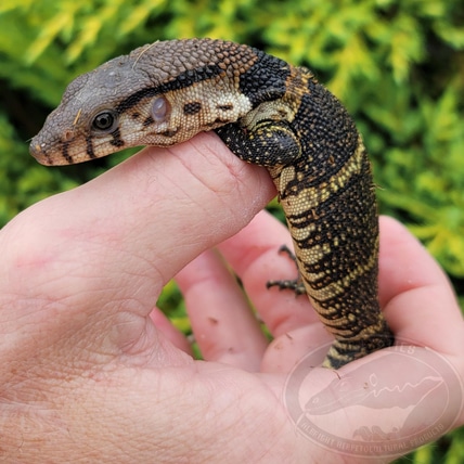 AHP Exotics - MorphMarket