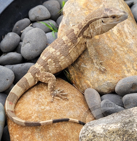 White Throated Monitor White-Throated Monitor by AHP Exotics