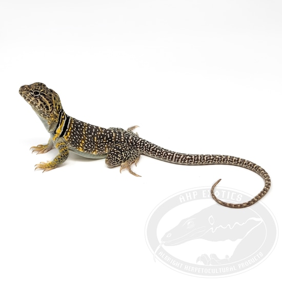 US CBB Lighting Yellow Collared Lizard by AHP Exotics