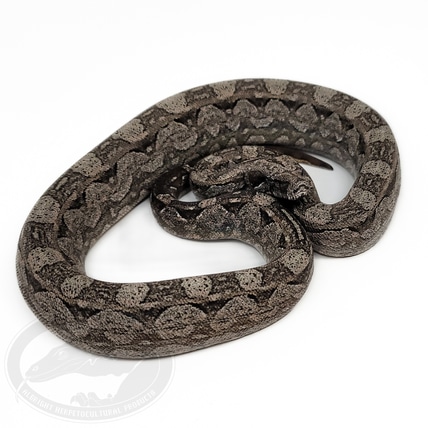 AHP Exotics - MorphMarket