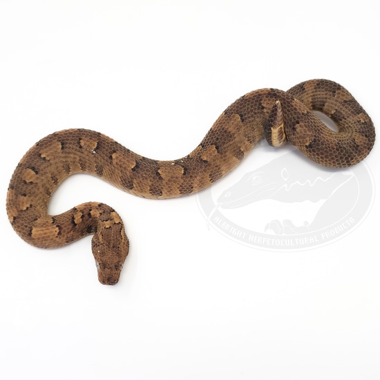 Viper Boa by AHP Exotics