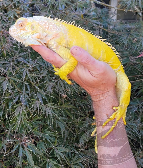 Crutchfield Albino Green Iguana by AHP Exotics