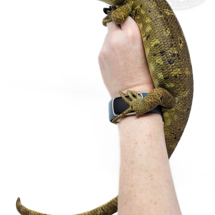 AHP Exotics - MorphMarket