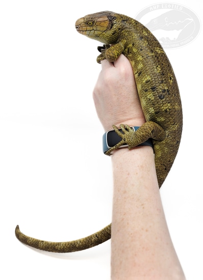 Monkey-Tailed Skink by AHP Exotics