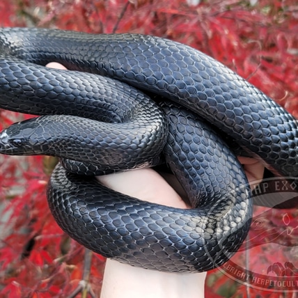 AHP Exotics - MorphMarket