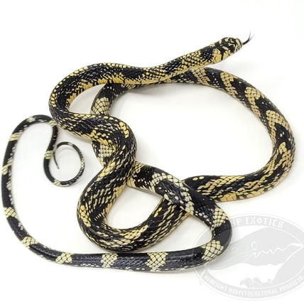 AHP Exotics - MorphMarket