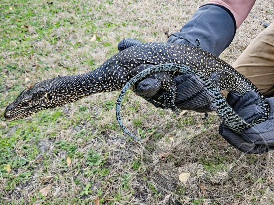 Blue Tail Monitor Other Monitor by AHP Exotics