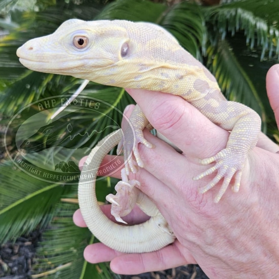 Coral Water Monitor by AHP Exotics