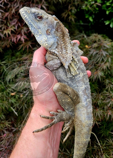 Aussie Frilled Dragon Frilled Lizard by AHP Exotics