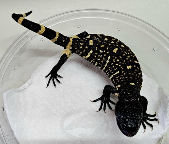 Beaded Lizard by AHP Exotics