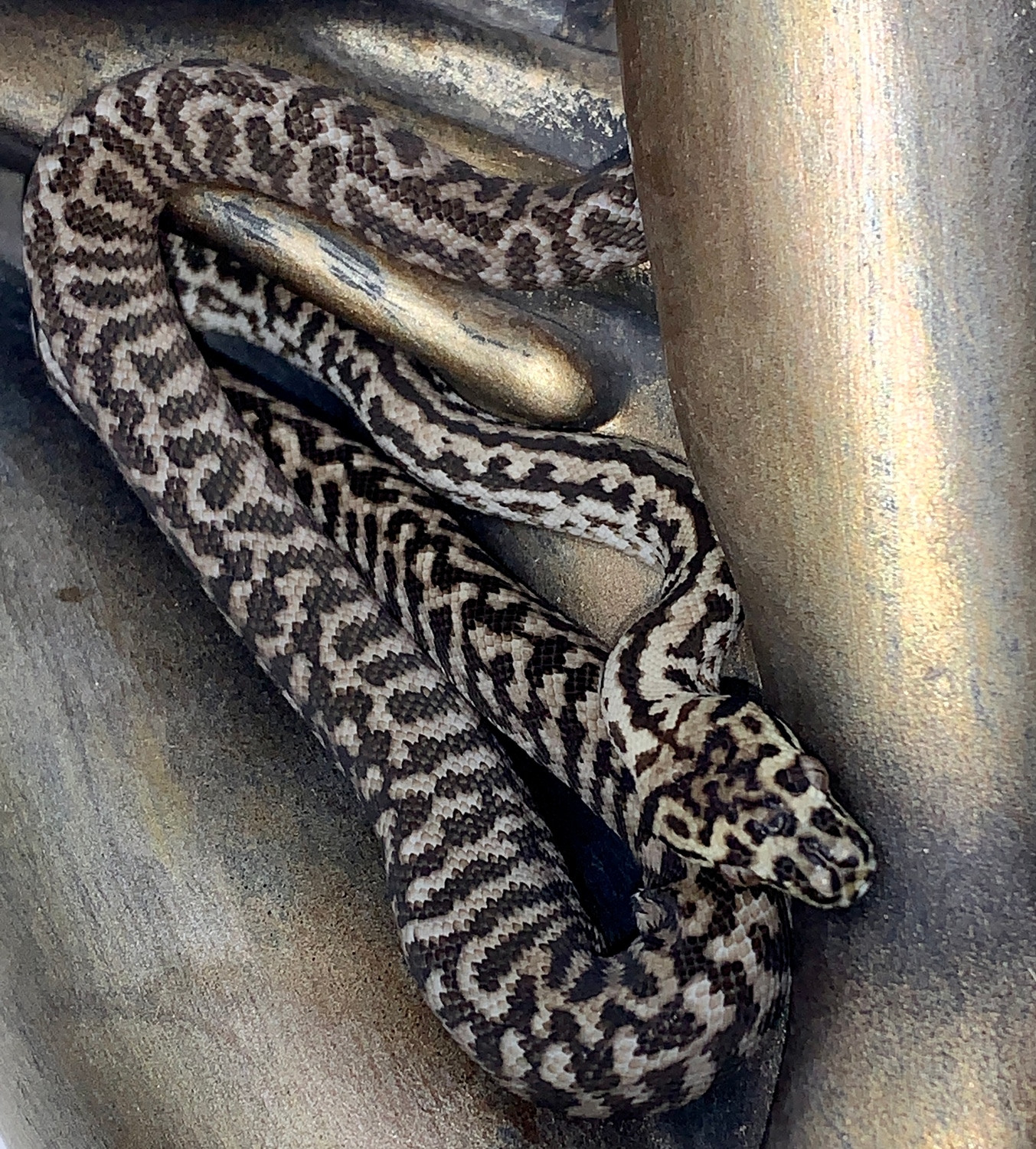 50% Diamond Zebra Jaguar Other Carpet Python by Blue Mountain Pythons - MorphMarket