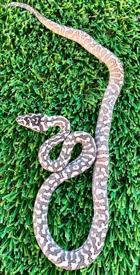 Diamond Zebra Jaguar Diamond Carpet Python by Blue Mountain Pythons