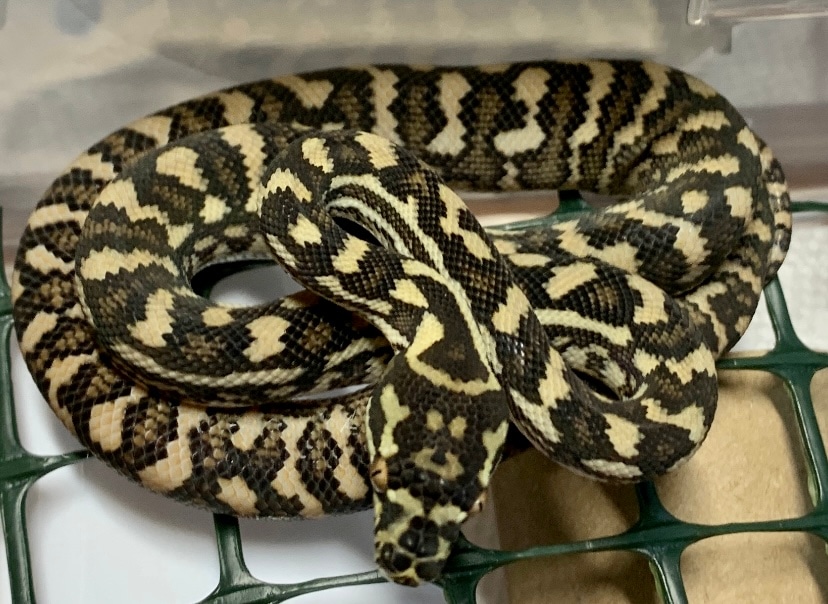 2022 50% Diamond Male Other Carpet Python by Blue Mountain Pythons ...