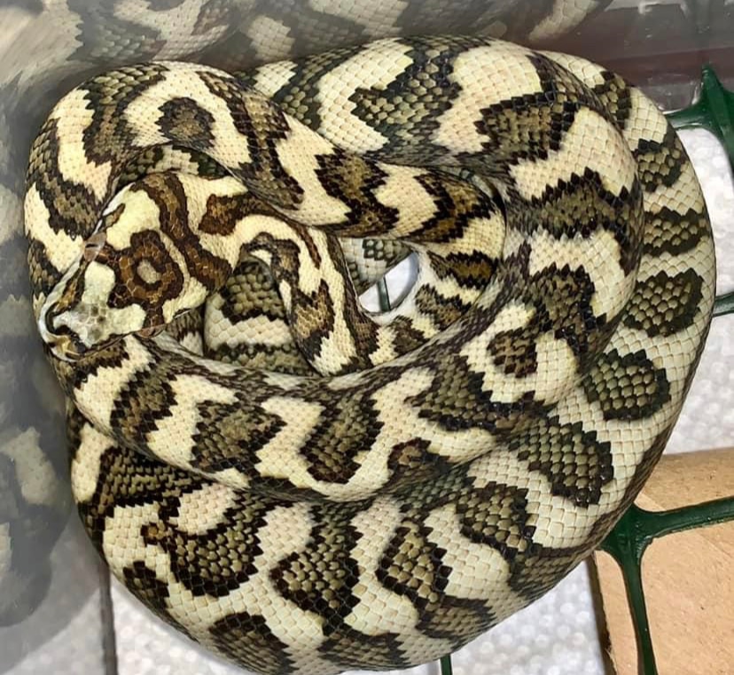 50% Jaguar Diamond Carpet Python by Blue Mountain Pythons - MorphMarket
