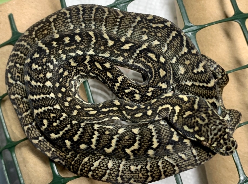 Diamond Zebra Other Carpet Python by Blue Mountain Pythons - MorphMarket