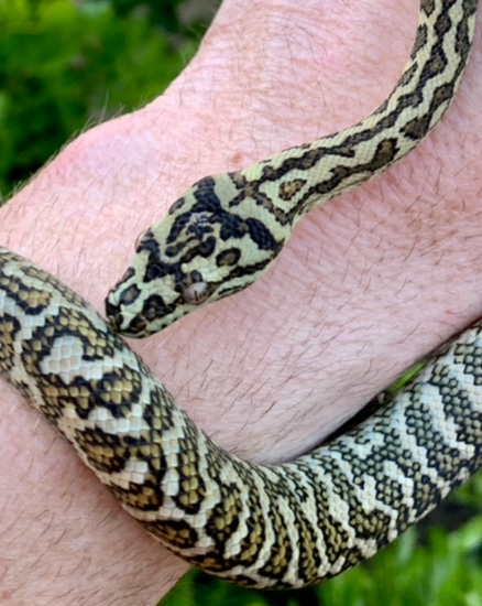 💎 Zebra Jag Other Carpet Python by Blue Mountain Pythons