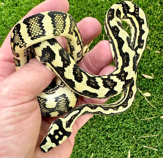 💎 Jaguar Other Carpet Python by Blue Mountain Pythons