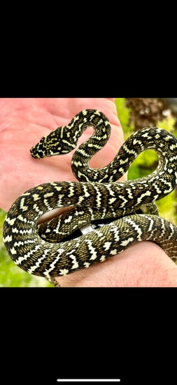 💎 Zebra Other Carpet Python by Blue Mountain Pythons