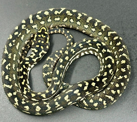75% 💎 Diamond Python Other Carpet Python by Blue Mountain Pythons