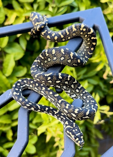 75% 💎 Diamond Other Carpet Python by Blue Mountain Pythons