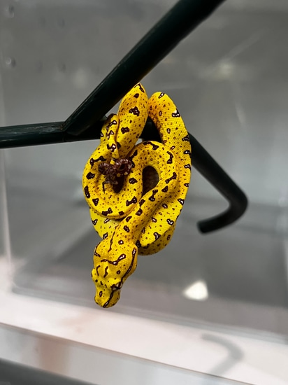 Uscbb F1 Biak Island Green Tree Python by SoCal Biawaks